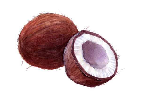 231 illustrations de Demi icône noix de coco | Depositphotos