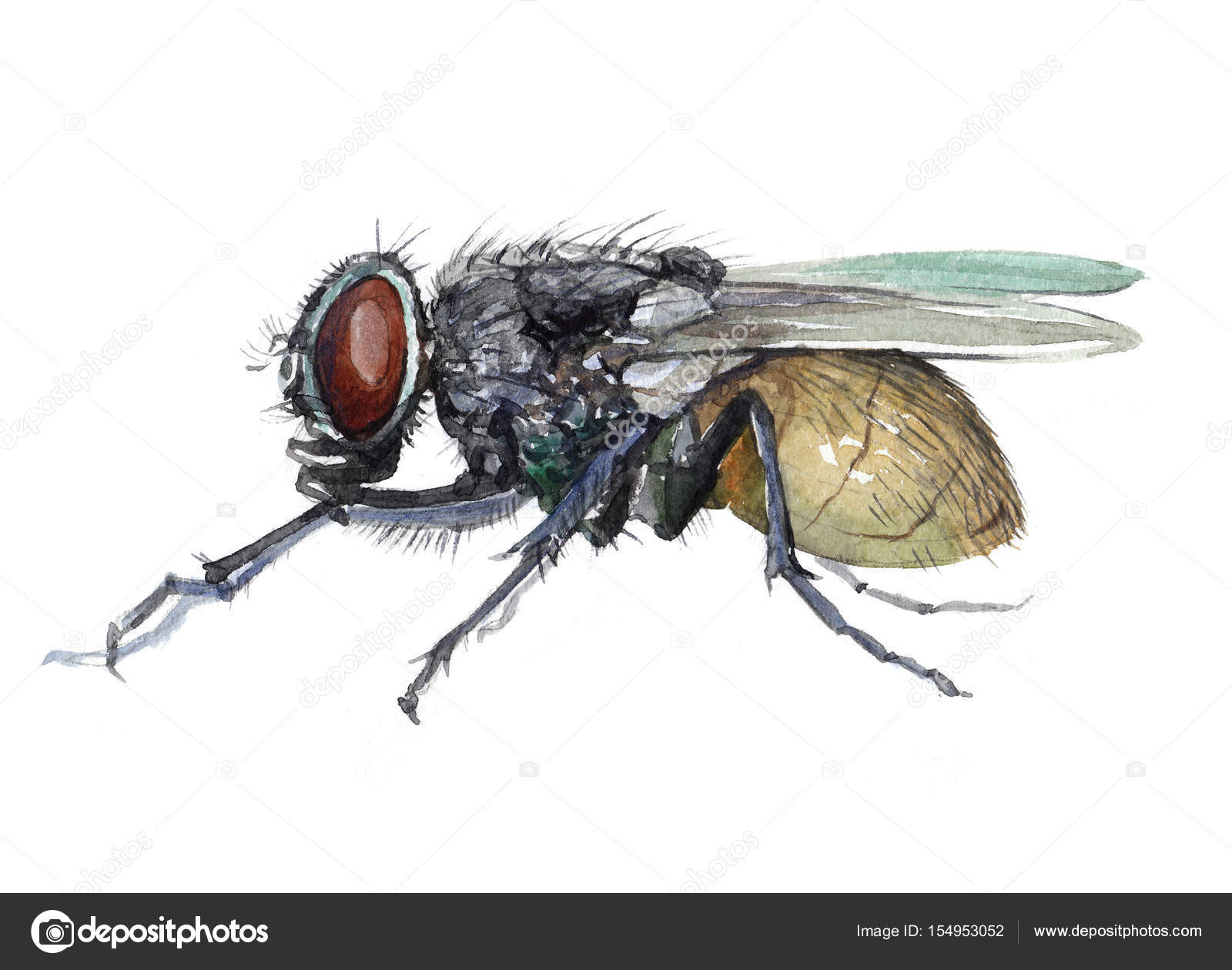 Watercolor single fly insect animal isolated Stock Illustration by ...