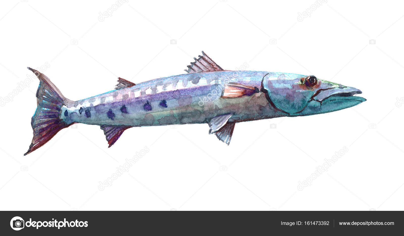Watercolor single Barracuda fish animal isolated Stock Illustration by ...