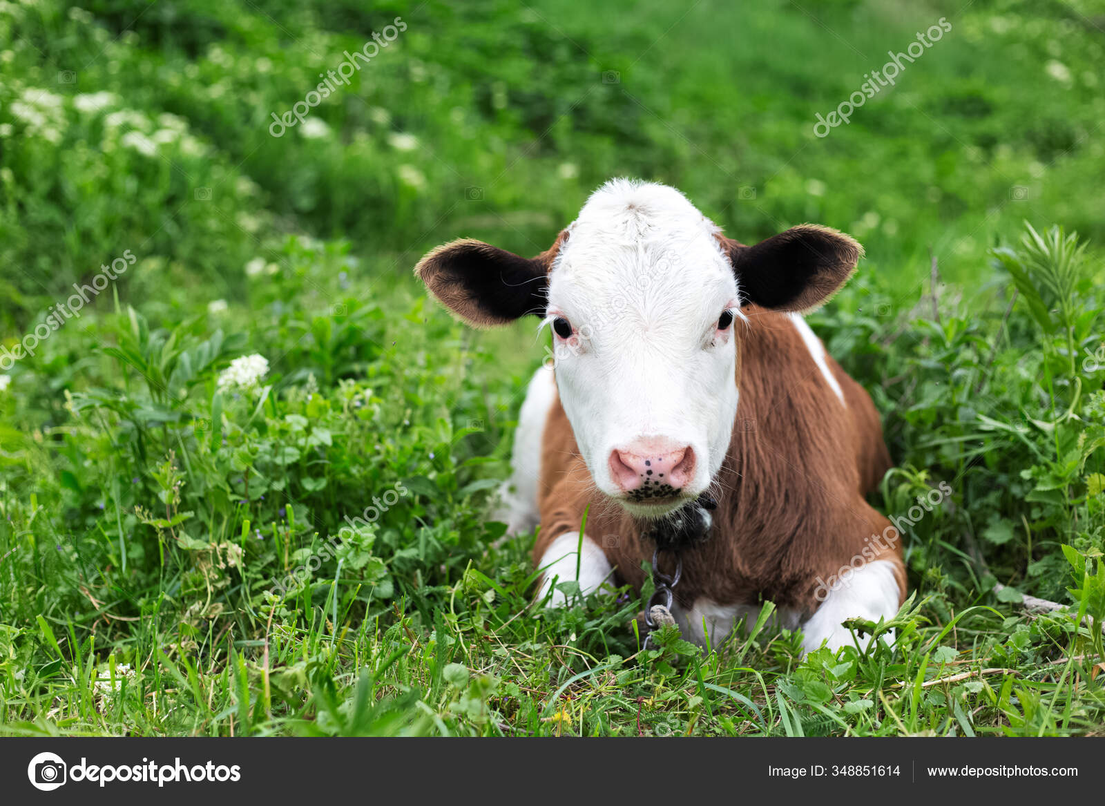 Cute Calf Lying Green Grass Meadow Stock Photo by ©fedcophotography ...