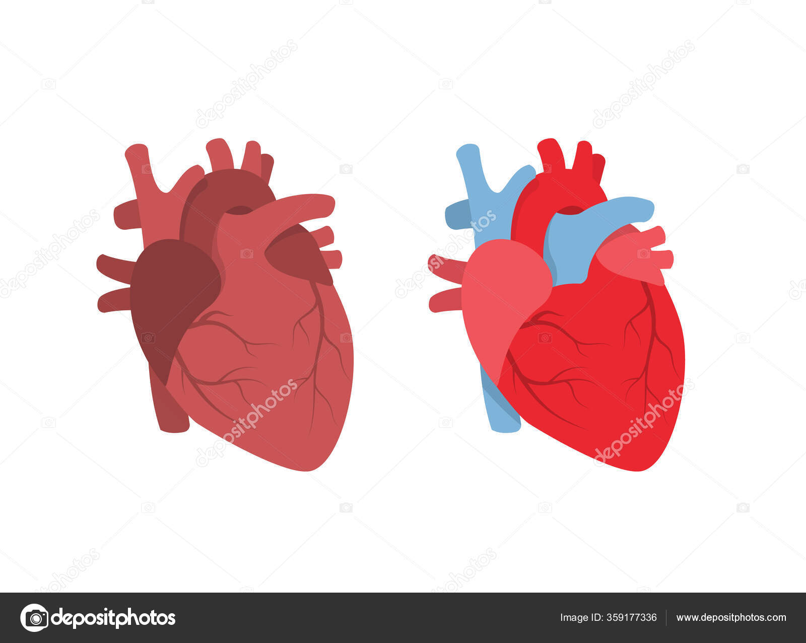 İnsan kalbi anatomisi. Düz stil. İnsan Kalbi çizimi. Vektör ©13kovtun ...