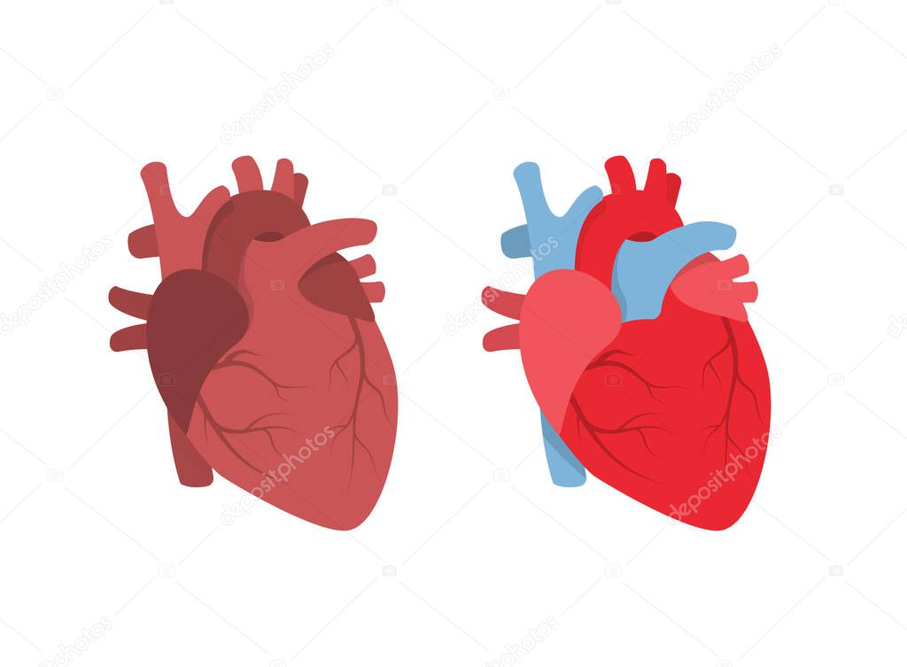 İnsan kalbi anatomisi. Düz stil. İnsan Kalbi çizimi. Vektör ©13kovtun ...