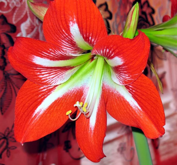 Turkish lily Stock Photos, Royalty Free Turkish lily Images | Depositphotos