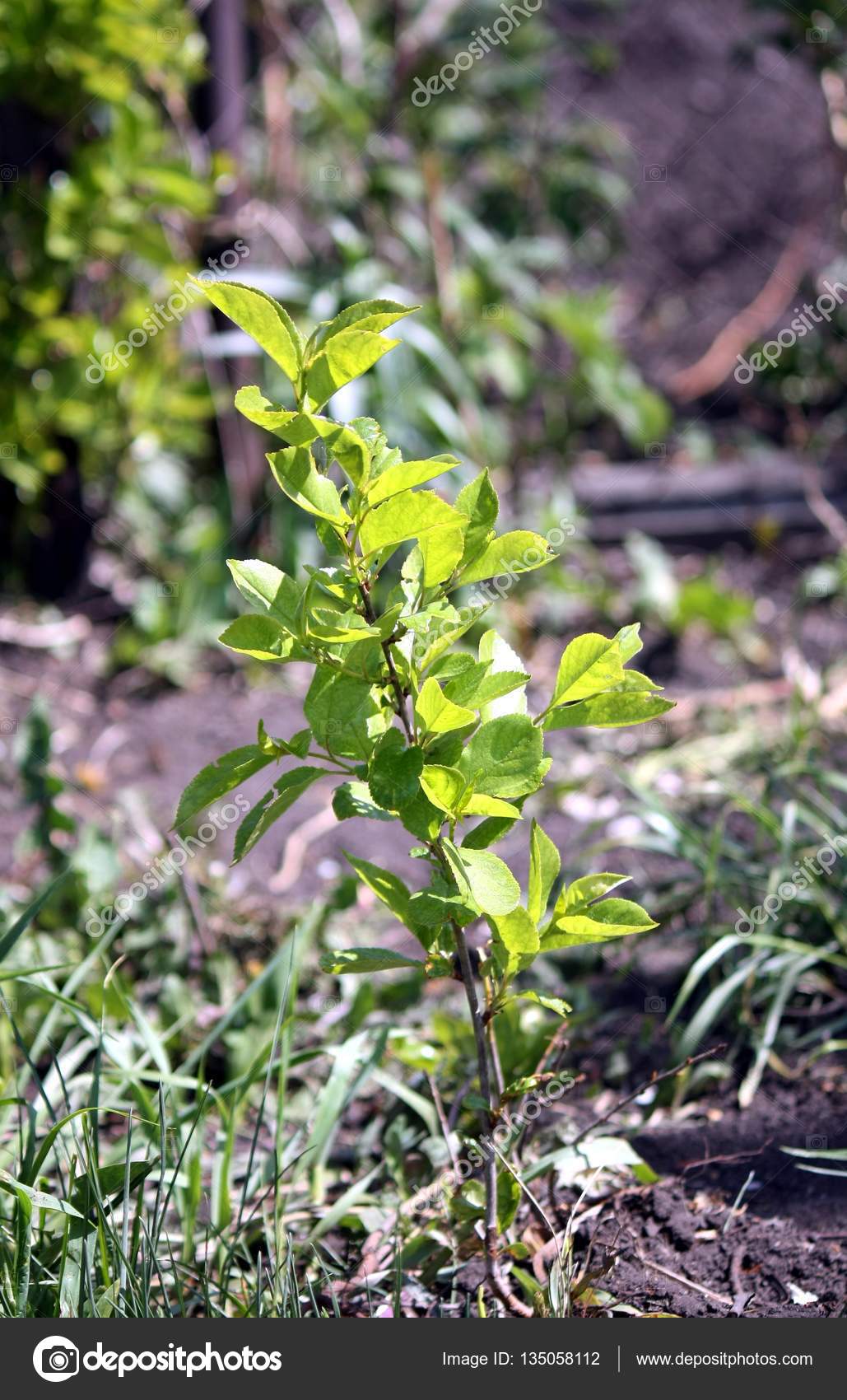 Green sapling of apple tree. Stock Photo by ©valerypetr 135058112