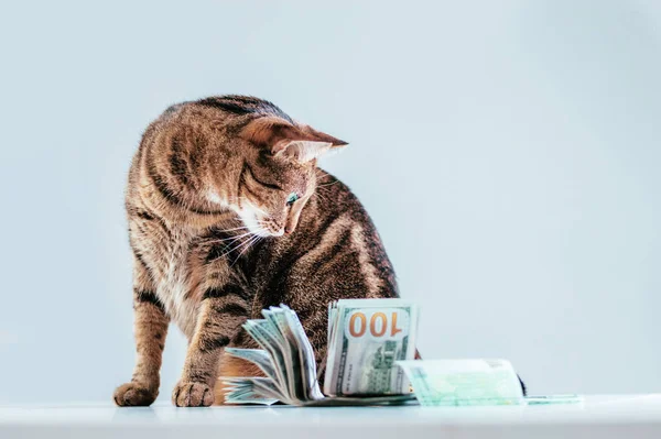Animals With Money