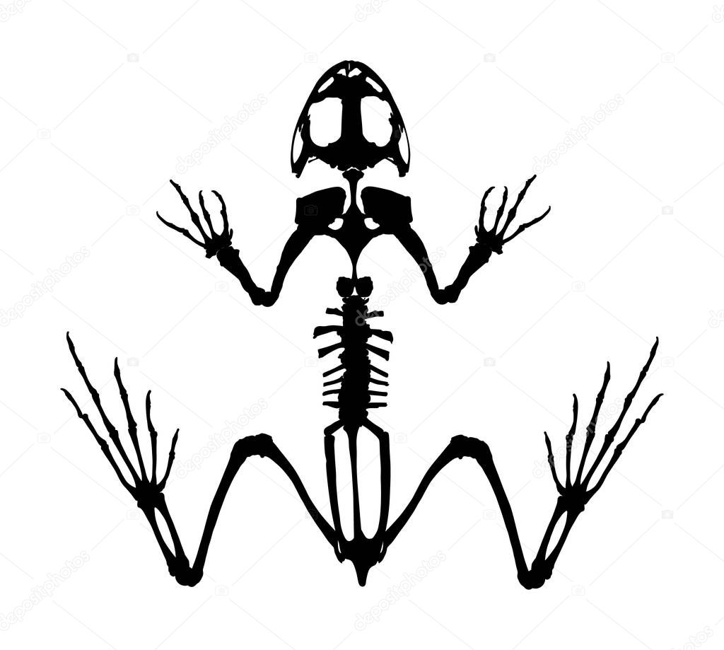 Rana esqueleto vector silueta aislada sobre fondo blanco. Anatomía ...