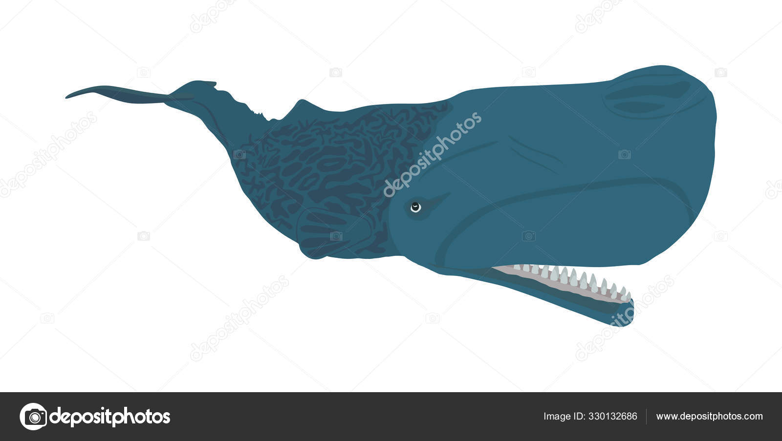 Sperm Whale Vector Illustration Isolated White Background Big Water ...