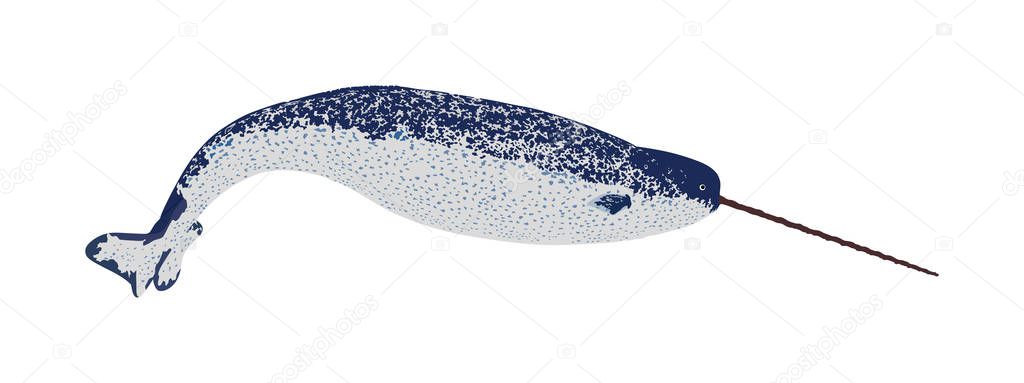 Narwhale Stockvectors, rechtenvrije Narwhale illustraties | Depositphotos®
