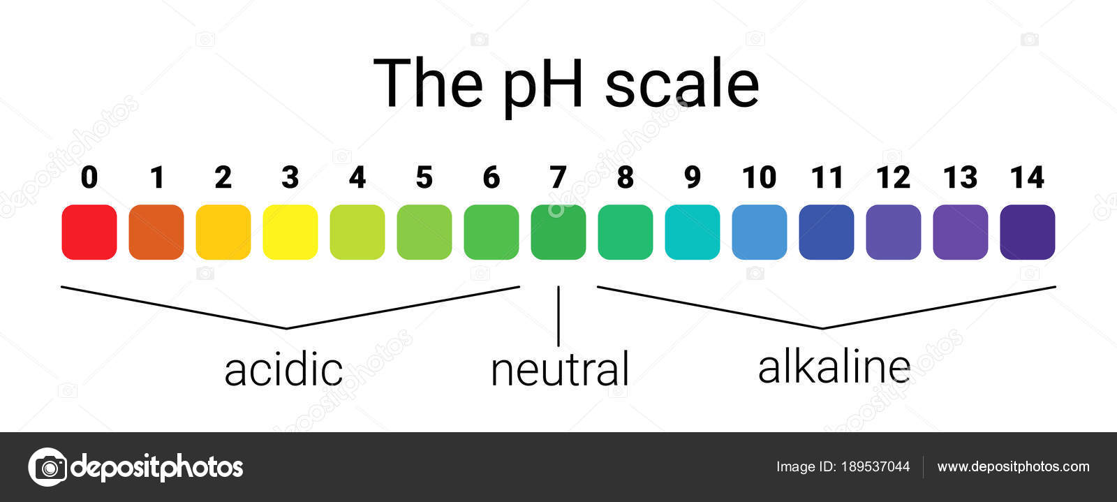 Acids Bases And The Ph Scale