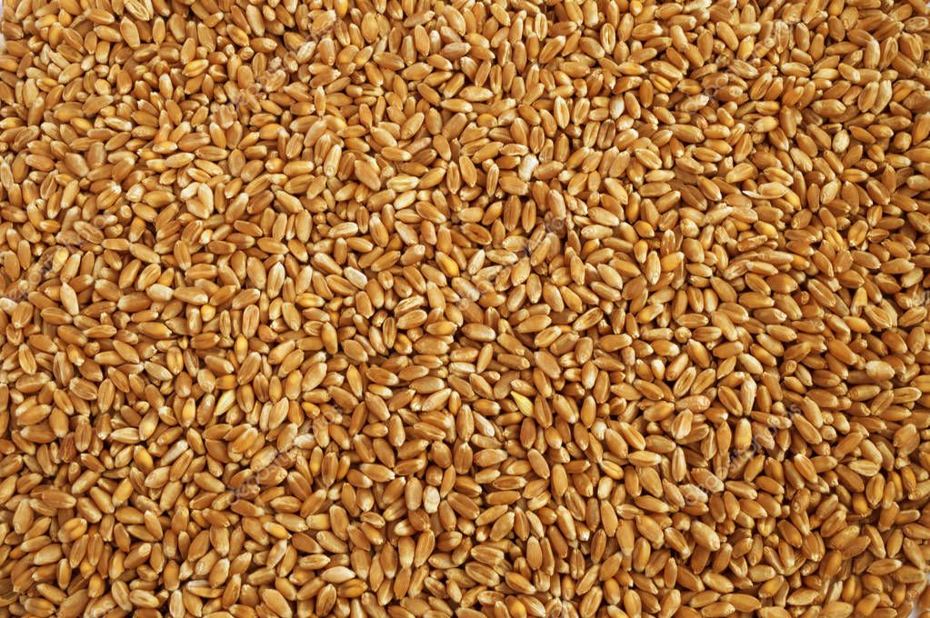 Granos de trigo fondo o textura 2022