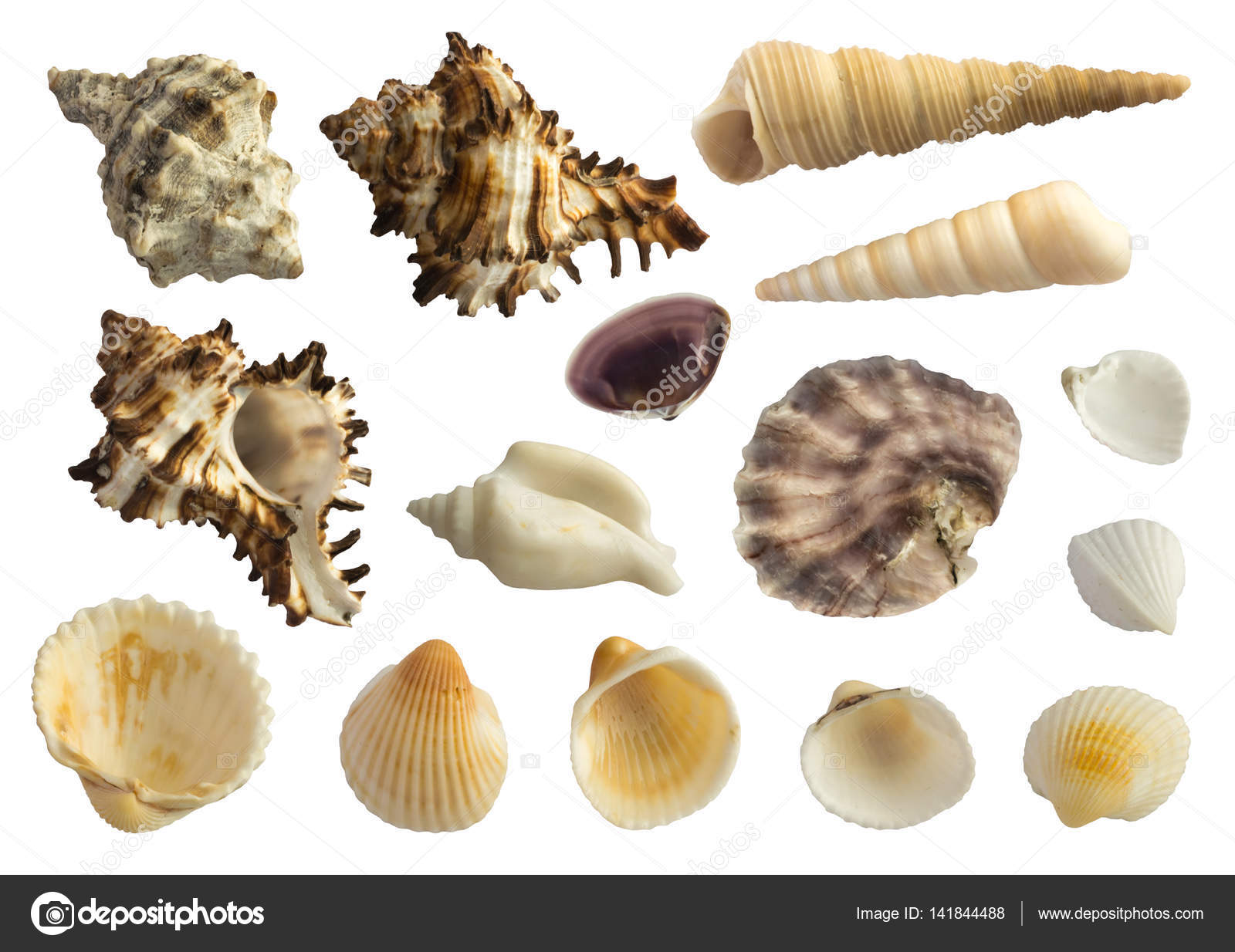 Set of Various Sea Shells Isolated on White Background — Stock Photo ...