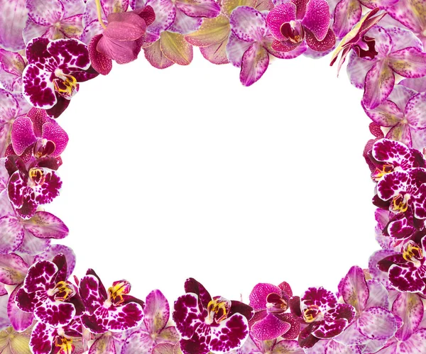 Beautiful orchid flowers frame isolated on white background for ...