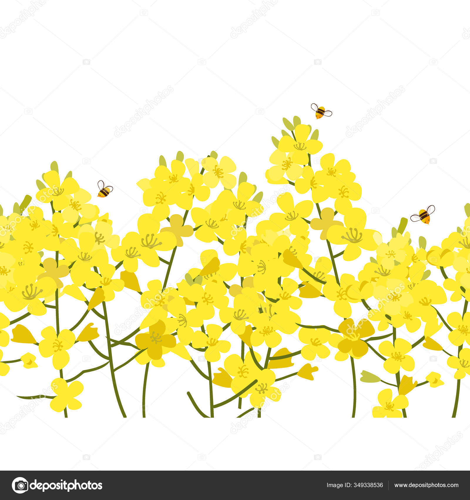Seamless rape seed border, vector flower background. Rapeseed or canola ...