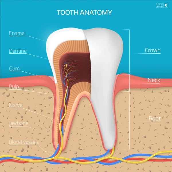 Odontogram. Tooth Diagram — Stock Vector © pablofdezr1984 #74420111