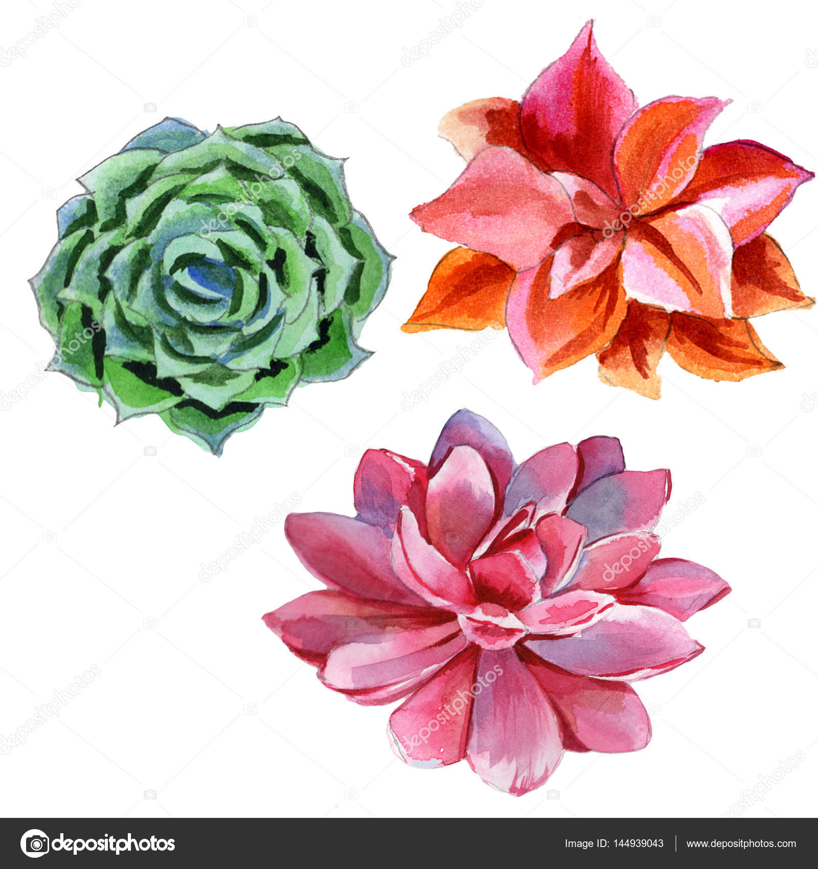 Wildflower succulentus flower in a watercolor style isolated. Stock ...