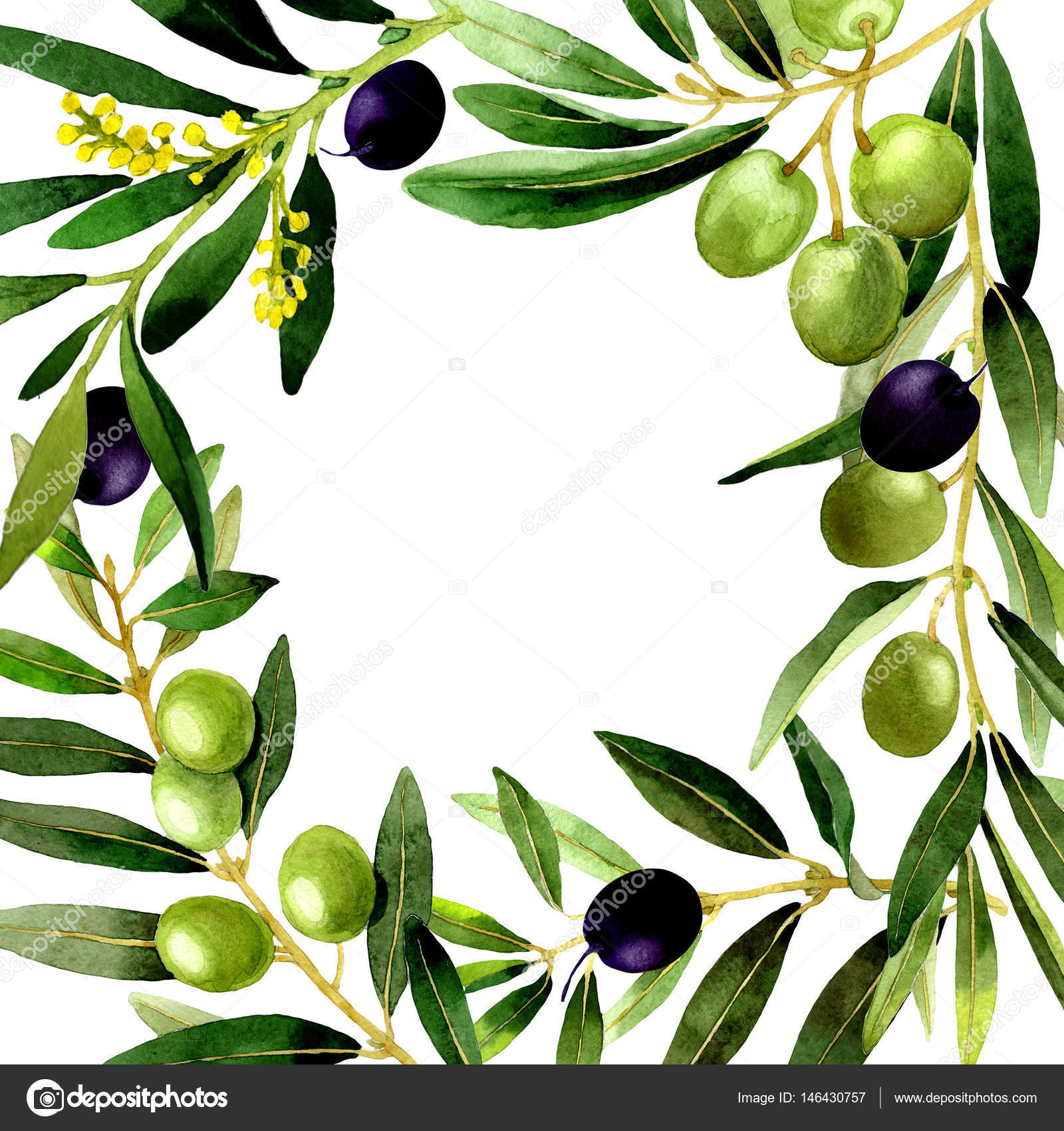 Olive tree frame in a watercolor style isolated. Stock Illustration by ...