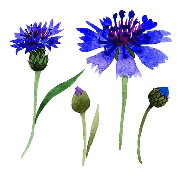 Grafika wektorowa Chabry rysunek, Chabry rysunek obrazy wektorowe ...