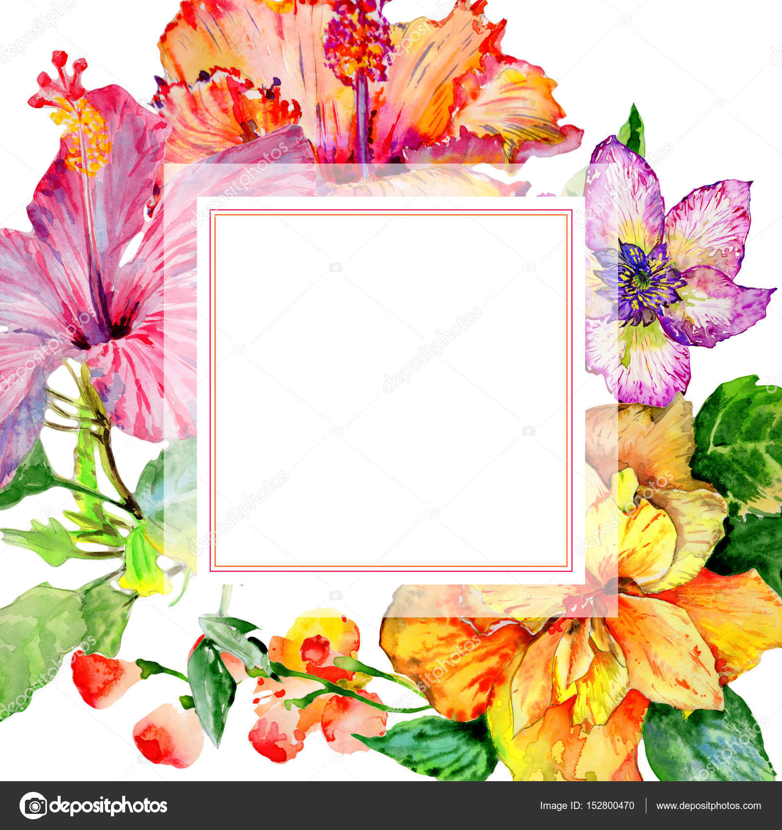 Wildflower hibiscus flower frame in a watercolor style isolated. Stock ...
