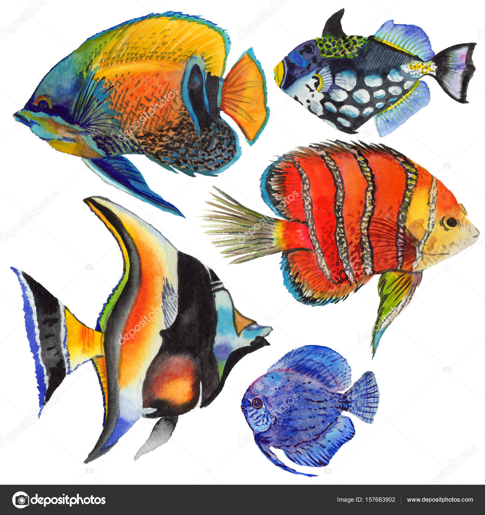 Bunte Tropische Fische