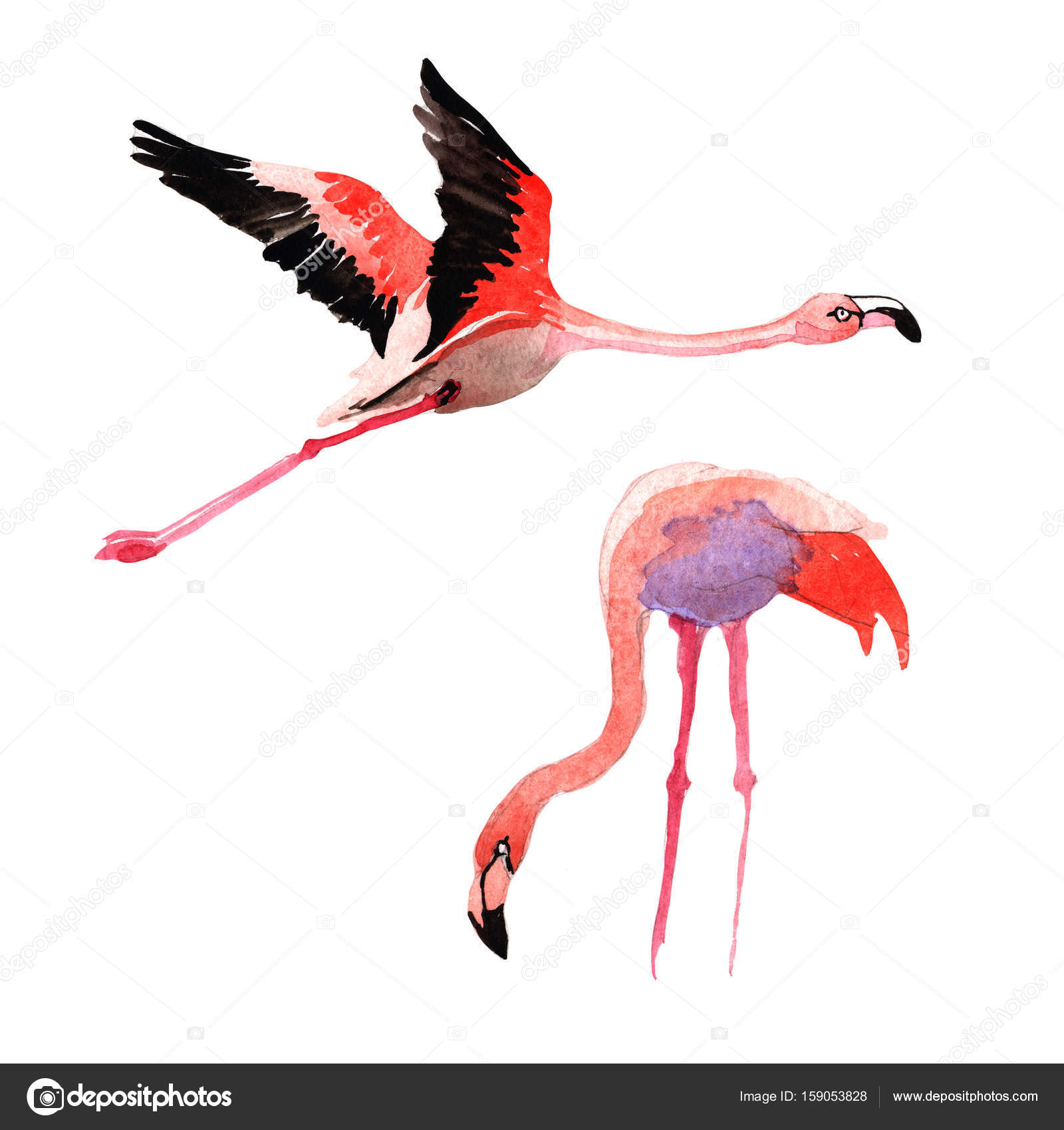 Flying Flamingo Illustration