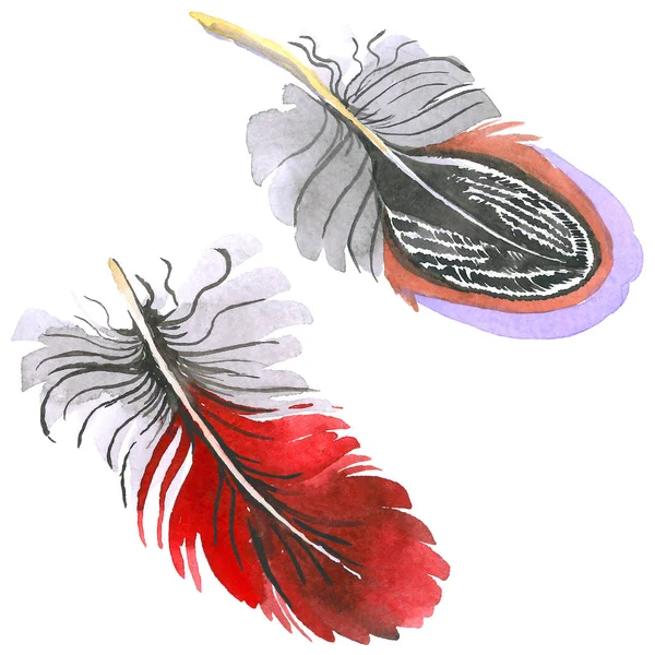 Colorful bird feather from wing isolated. Watercolor background ...