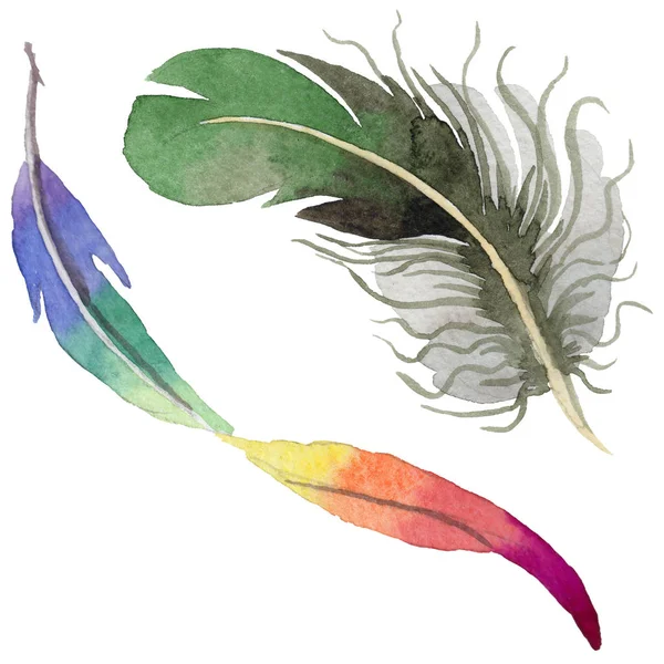 Colorful bird feather from wing isolated. Watercolor background ...
