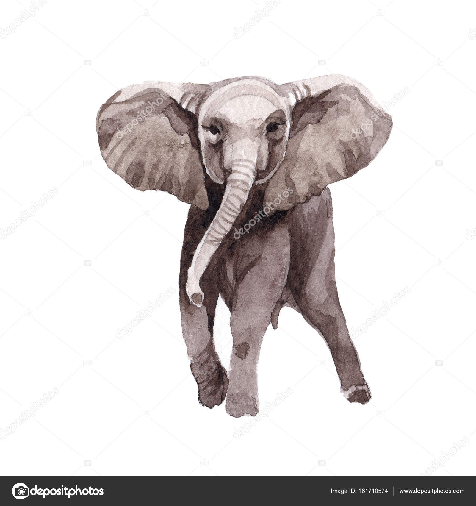 Exotic elephant wild animal in a watercolor style isolated. Stock ...