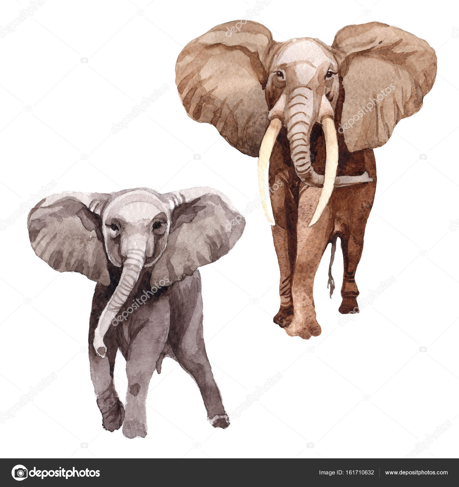 Exotic elephant wild animal in a watercolor style isolated. Stock ...