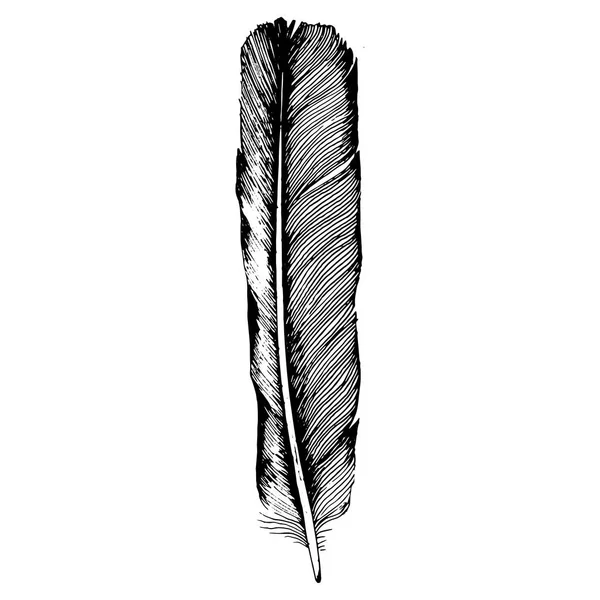 100,000 Eagle feather Vector Images | Depositphotos