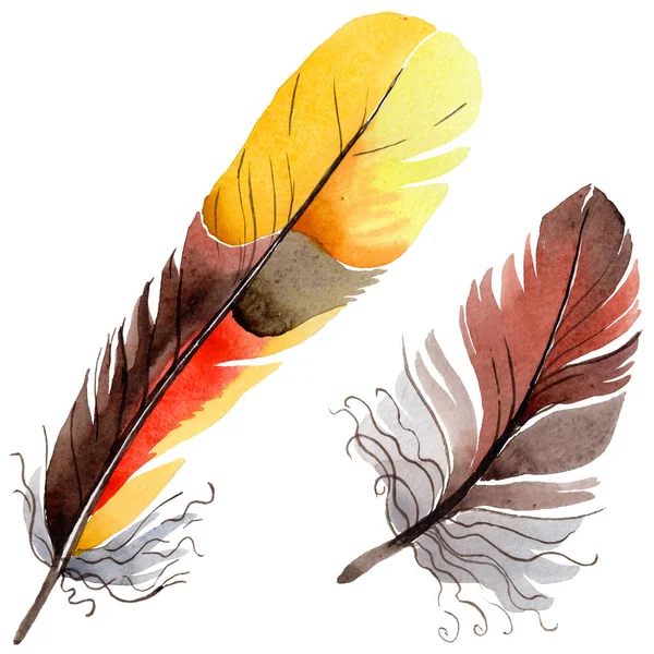 Colorful bird feather from wing isolated. Watercolor background set ...