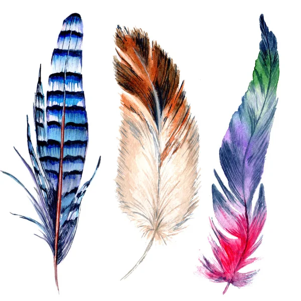 Colorful bird feather from wing isolated. Watercolor background ...