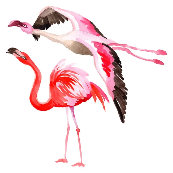 Sky bird flamingo in a wildlife by vector style isolated. Stock Vector ...