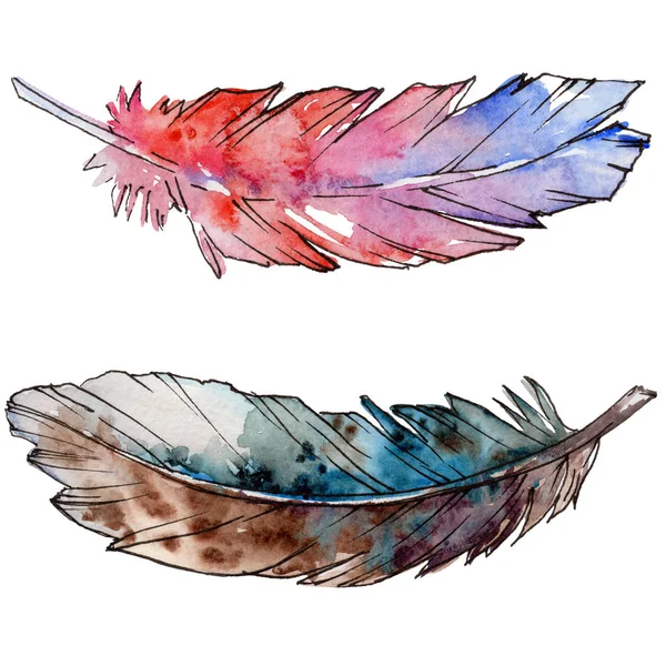Colorful bird feather from wing isolated. Watercolor background ...