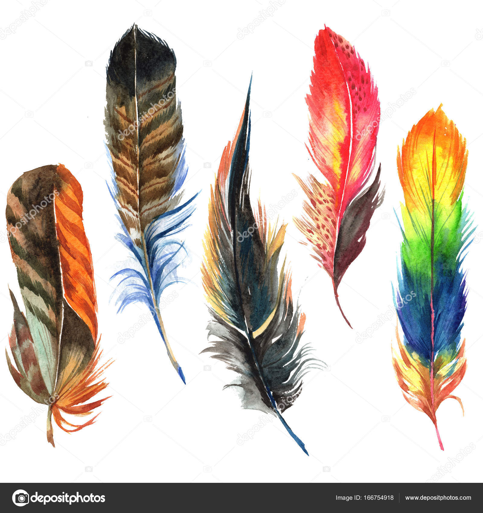 Watercolor bird feather from wing isolated. Stock Photo by ©MyStocks ...
