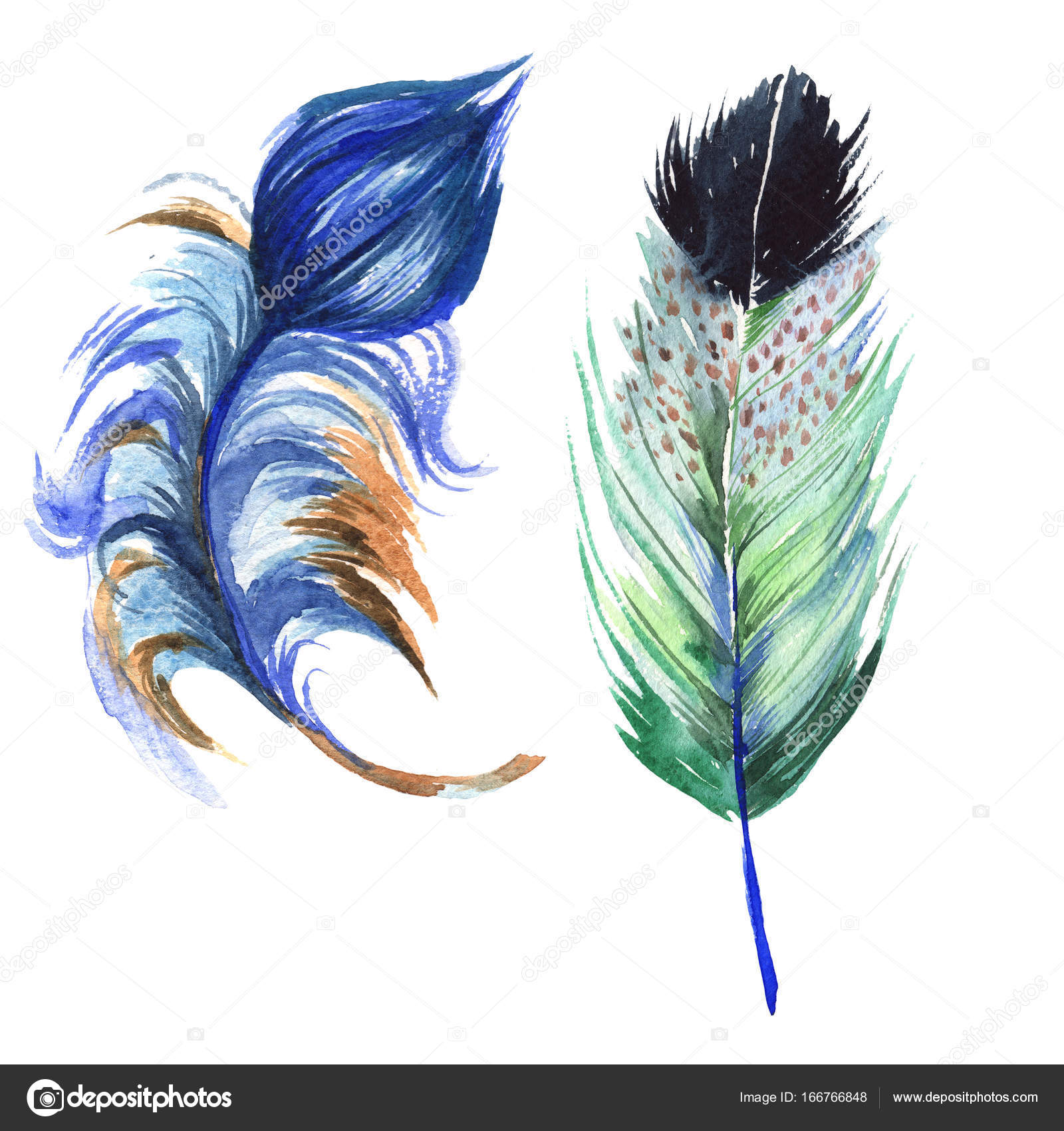Watercolor bird feather from wing isolated. Stock Illustration by ...