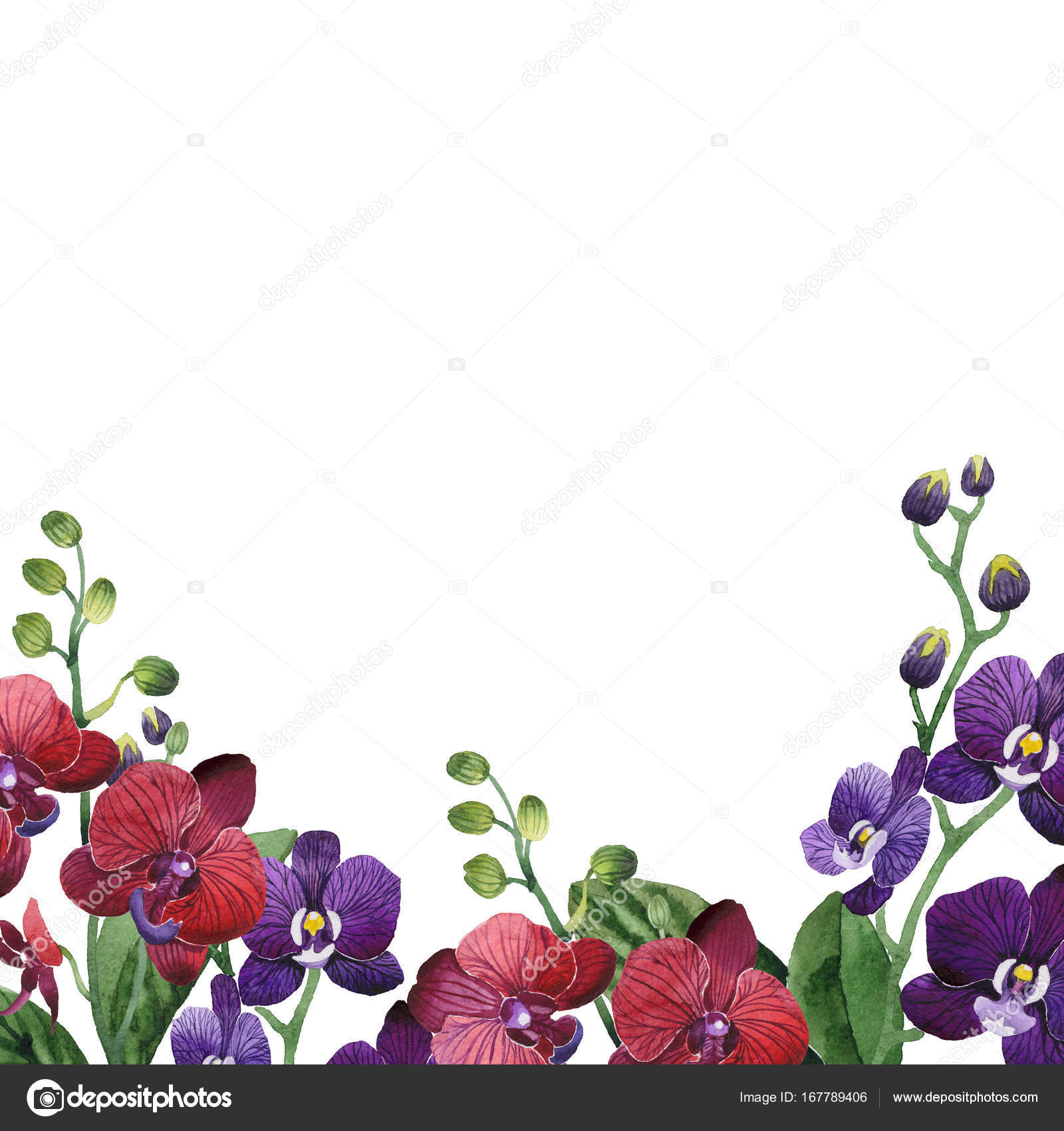 Wildflower orchid flower frame in a watercolor style. Stock Photo by ...