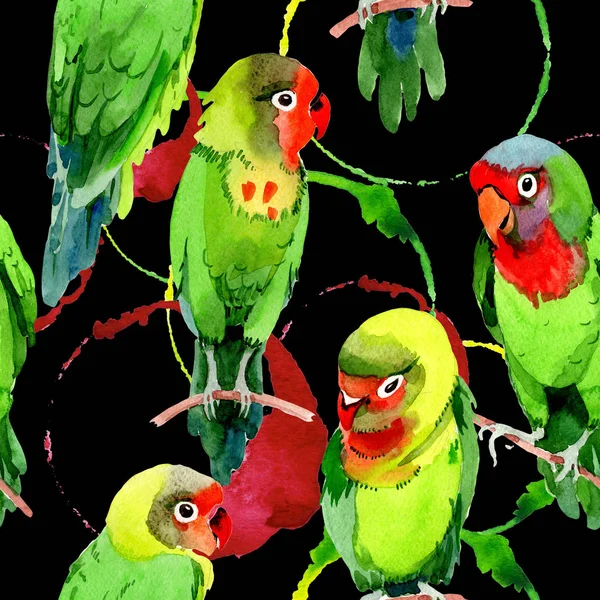 ᐈ Small parrots stock pictures, Royalty Free small pet birds images ...