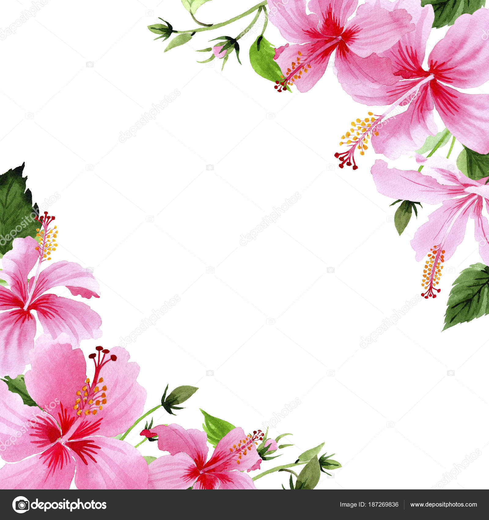 Hibiscus Flower Border