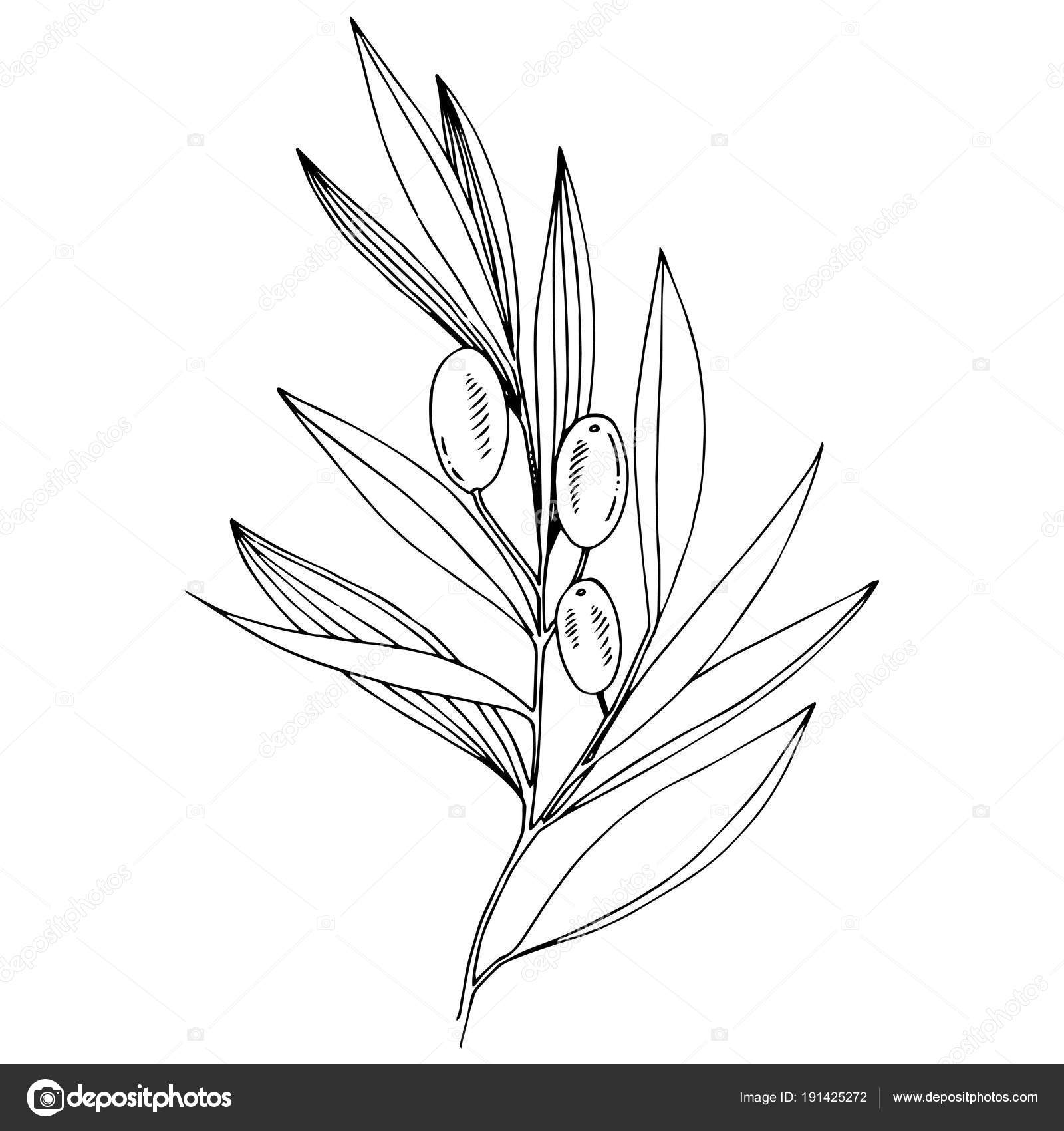 Olivo en un estilo vectorial aislado . Vector de stock #191425272 de ...