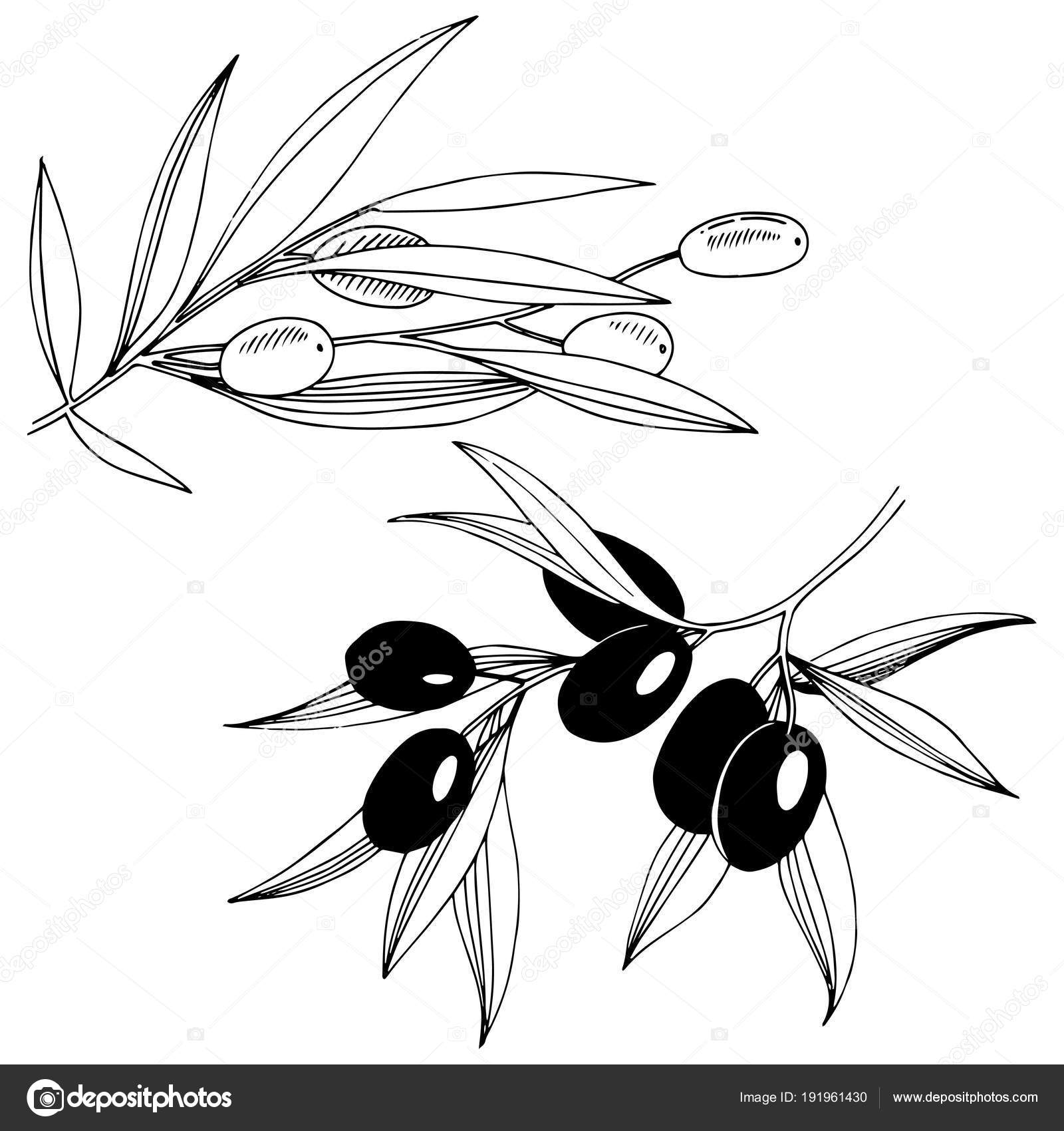 Olivo en un estilo vectorial aislado . Vector de stock por ©MyStocks ...