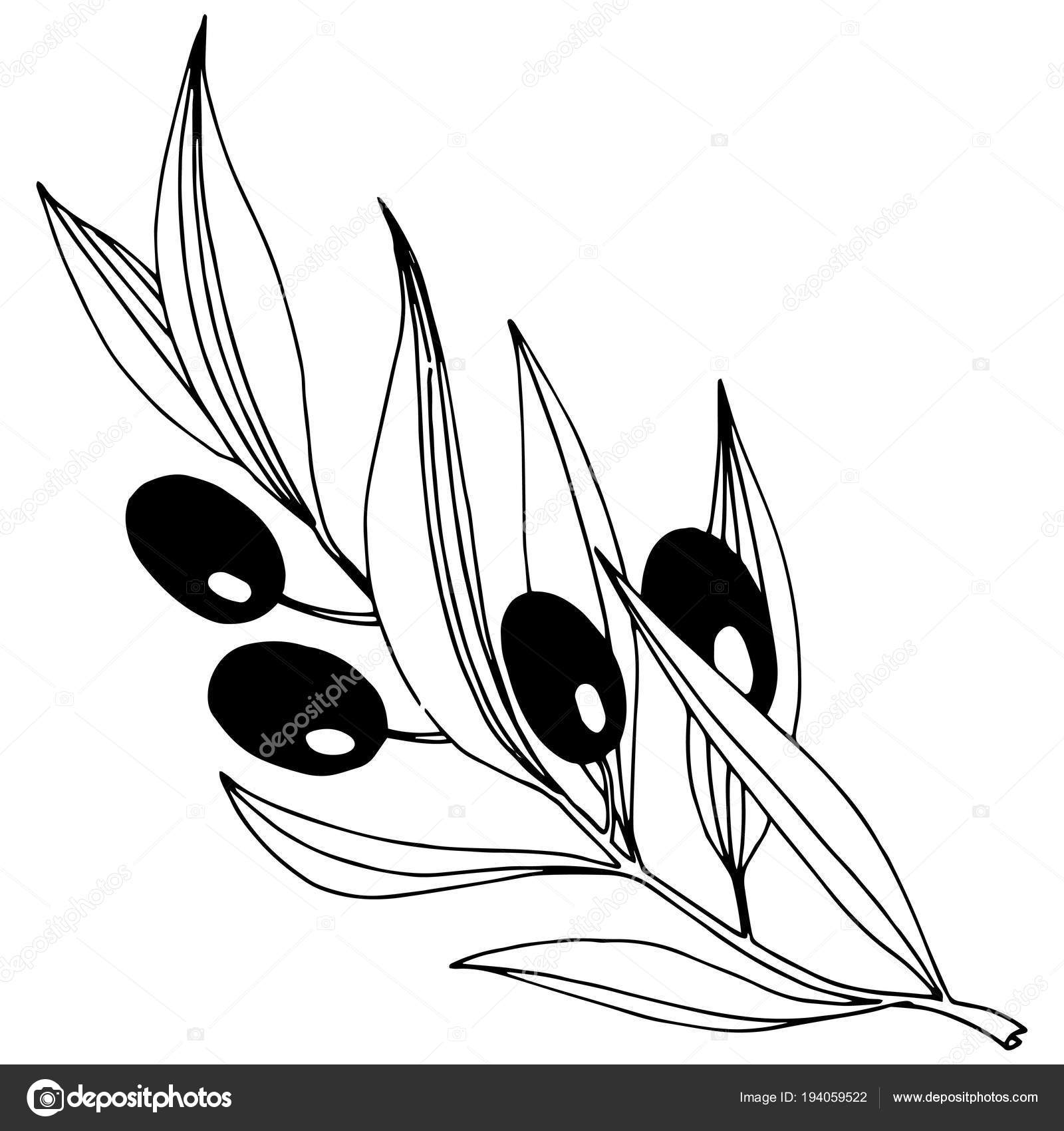 Olive tree in a vector style isolated. Stock Vector by ©MyStocks 194059522