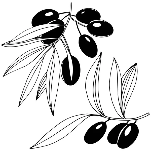 Olive tree in a vector style isolated. Stock Vector Image by ©MyStocks ...