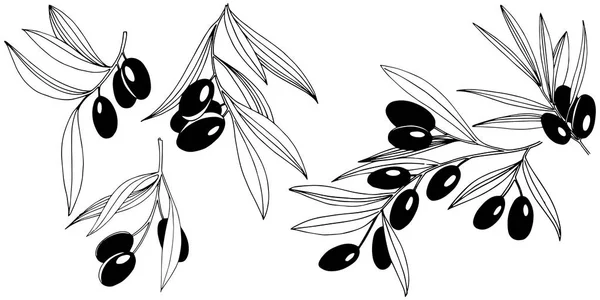 Olive tree in a vector style isolated. Stock Vector Image by ©MyStocks ...