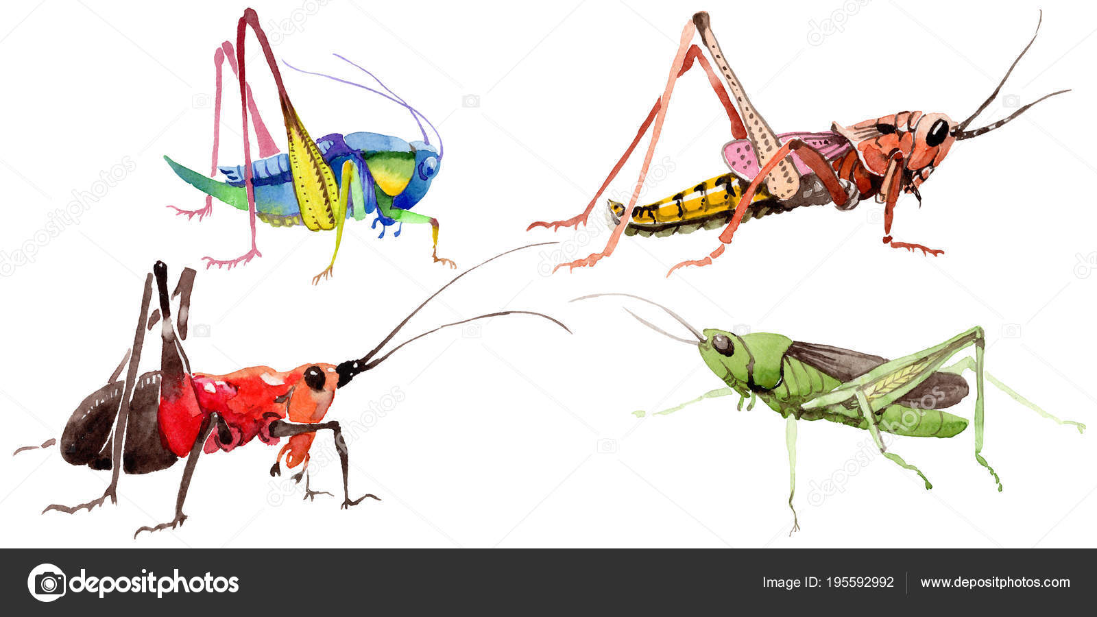 Cricket Insect Tattoo