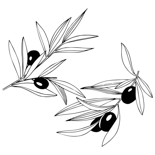 Olive tree in a vector style isolated. Stock Vector Image by ©MyStocks ...