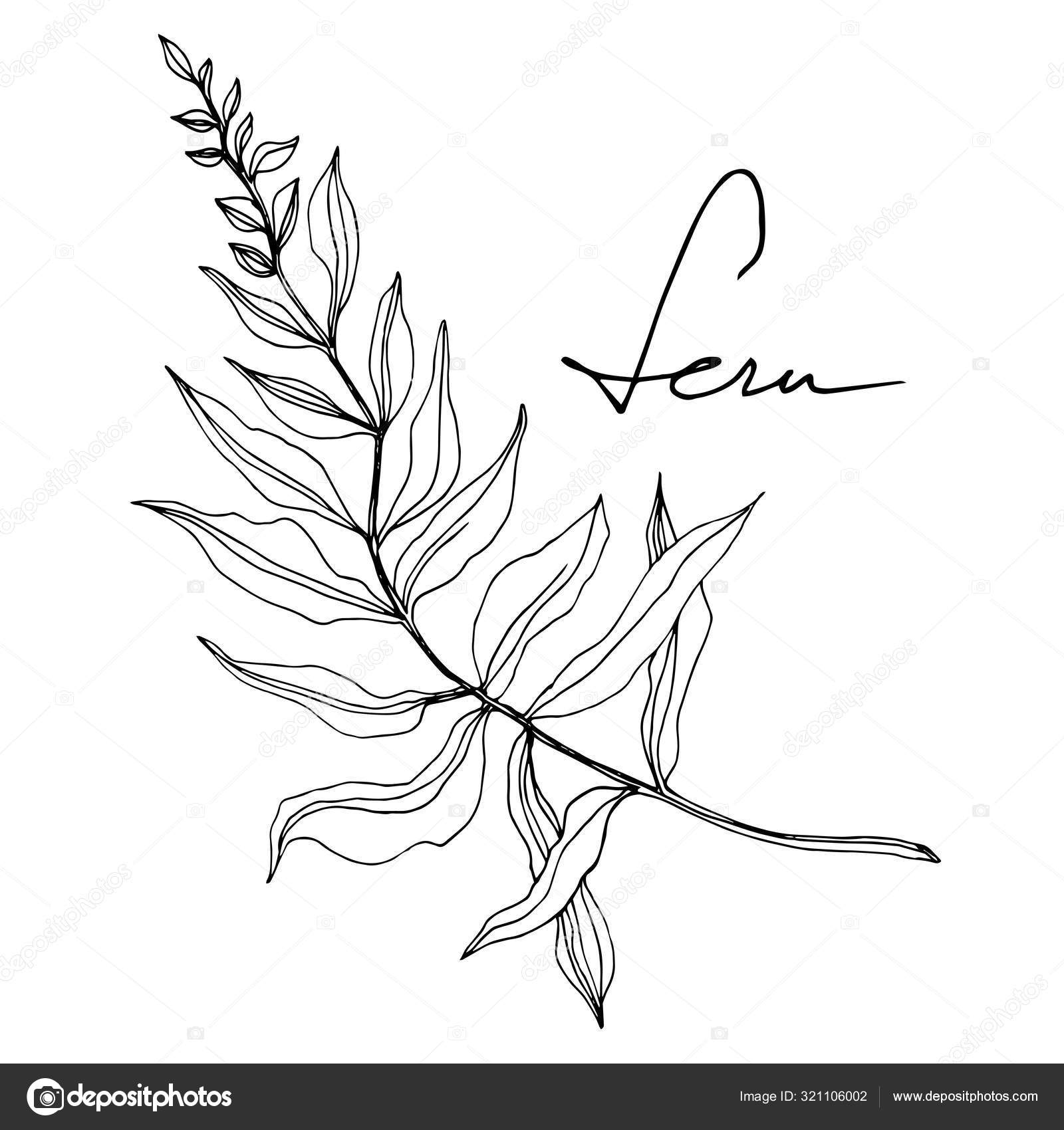 Bregne Botanisk Tegning Botanisk Tidsskrift. Botany; Plants; Plants.