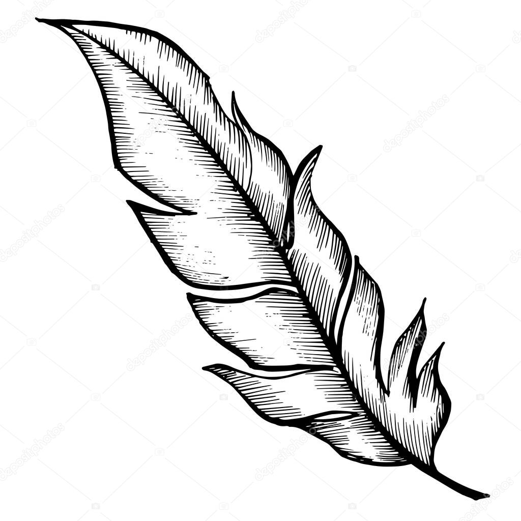 Dibujo De Plumas En Blanco Y Negro Vector De Diseño De Plumas En
