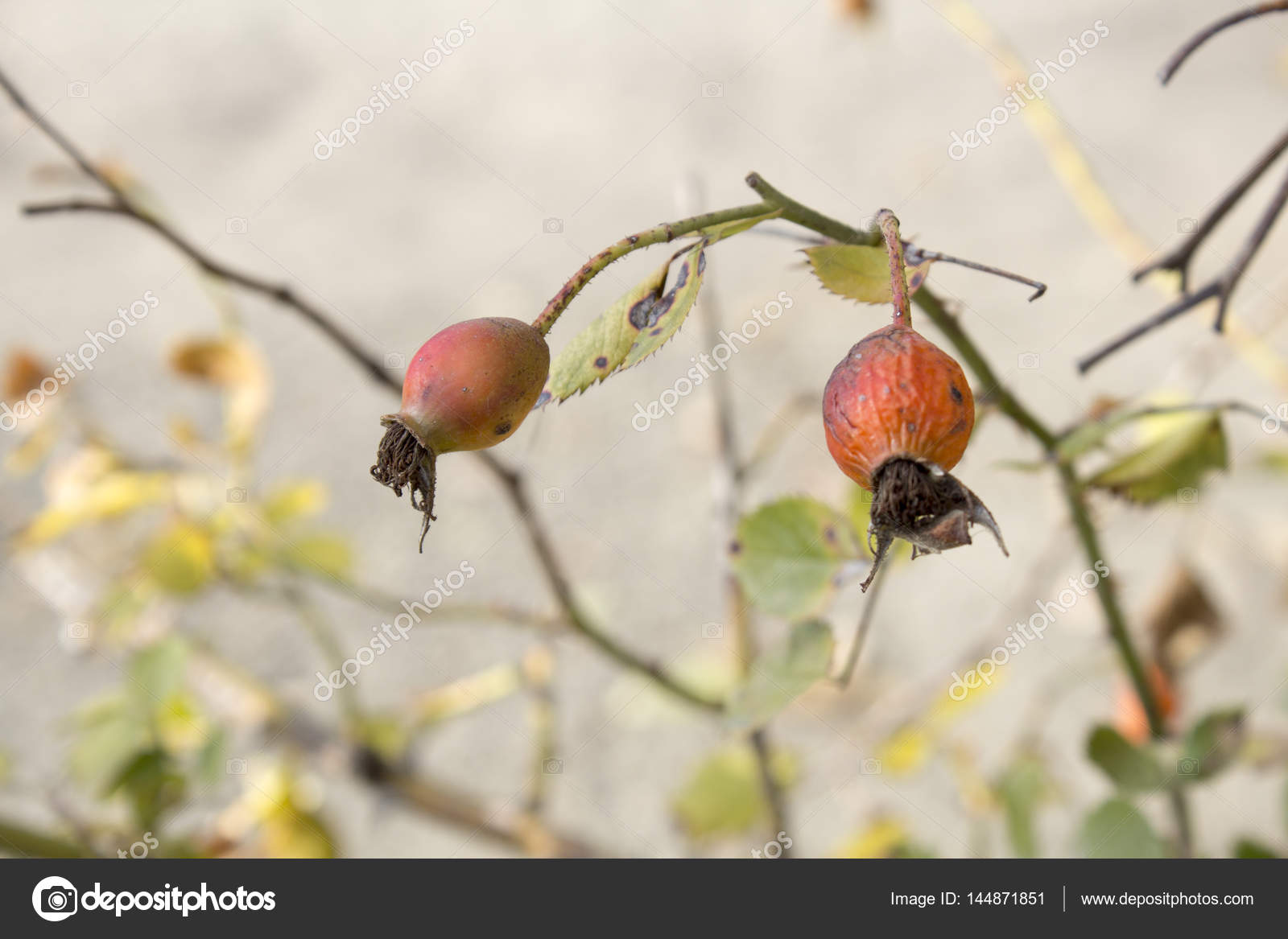 Withered branches and berries of briar Stock Photo by ©PPVector 144871851