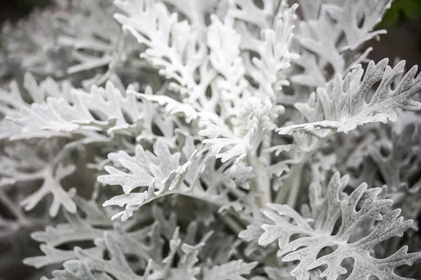 Shrub background Stock Photos, Royalty Free Shrub background Images ...