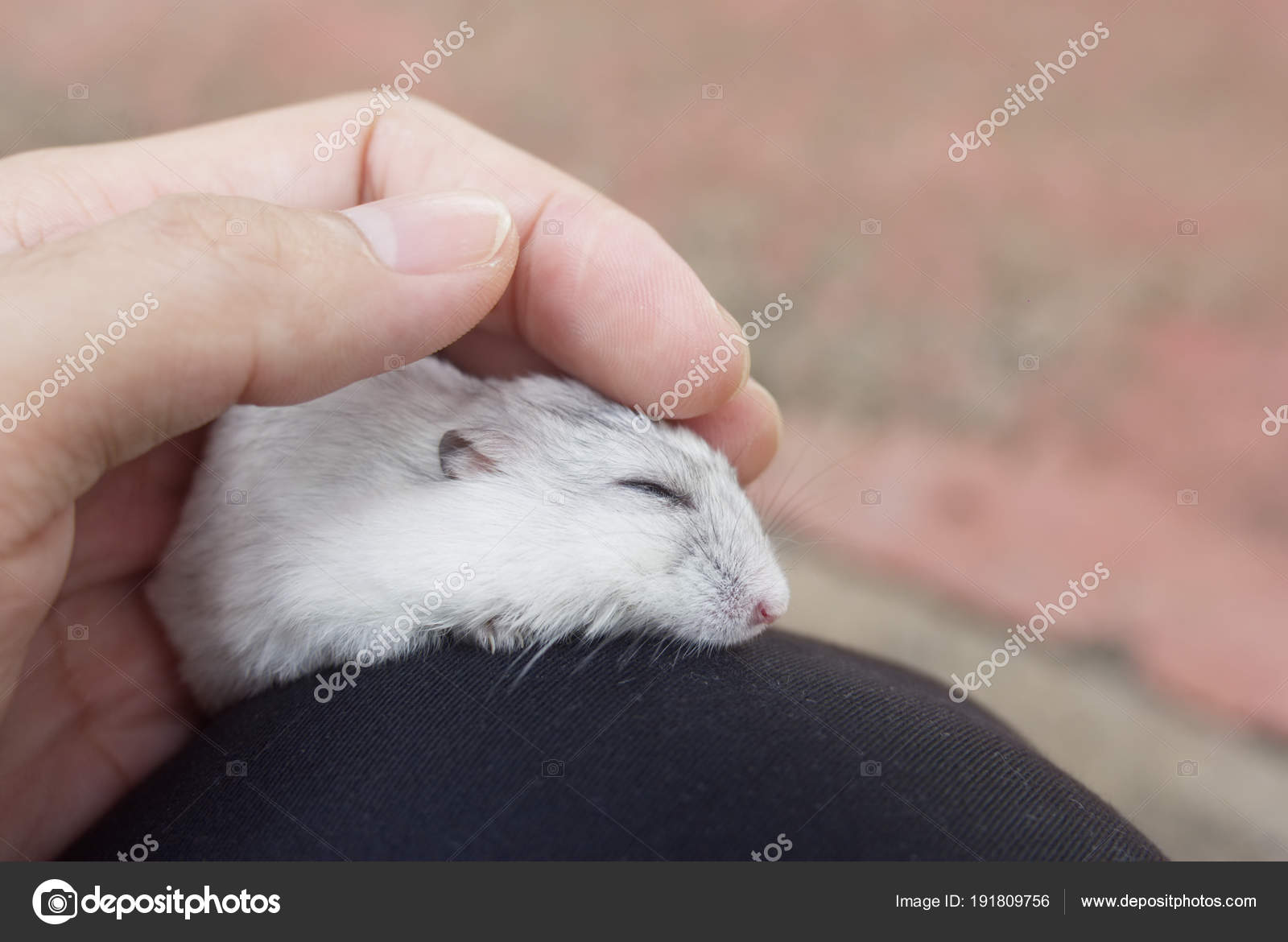 Cute Dwarf Hamster Sleeping